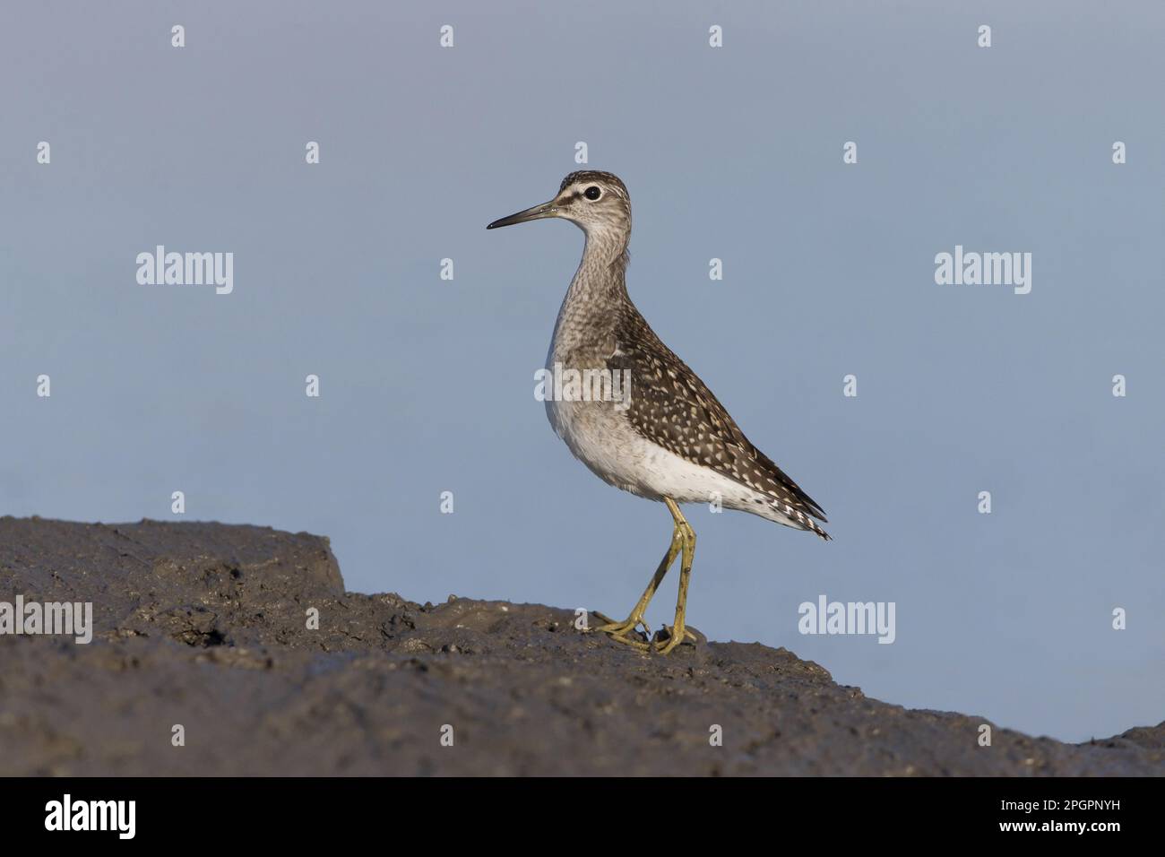 Wood Sandpiper (Tringa glareola) juvenile, standing on mud at edge of ...