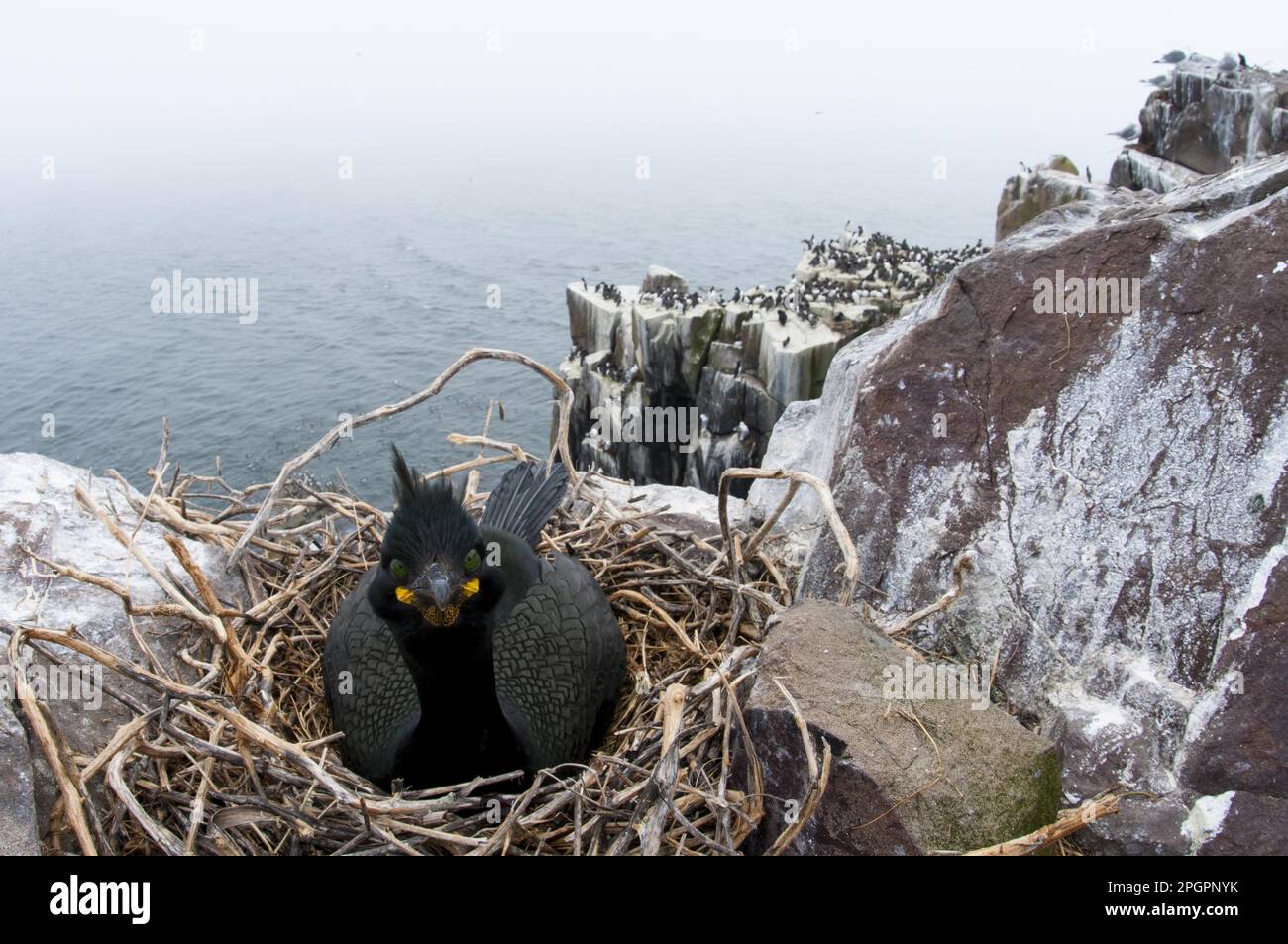 European Shag (Phalacrocorax aristotelis) adult, breeding plumage ...