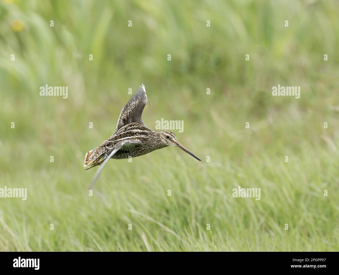Common snipe (Gallinago gallinago) adult, in flight, landed in meadow ...