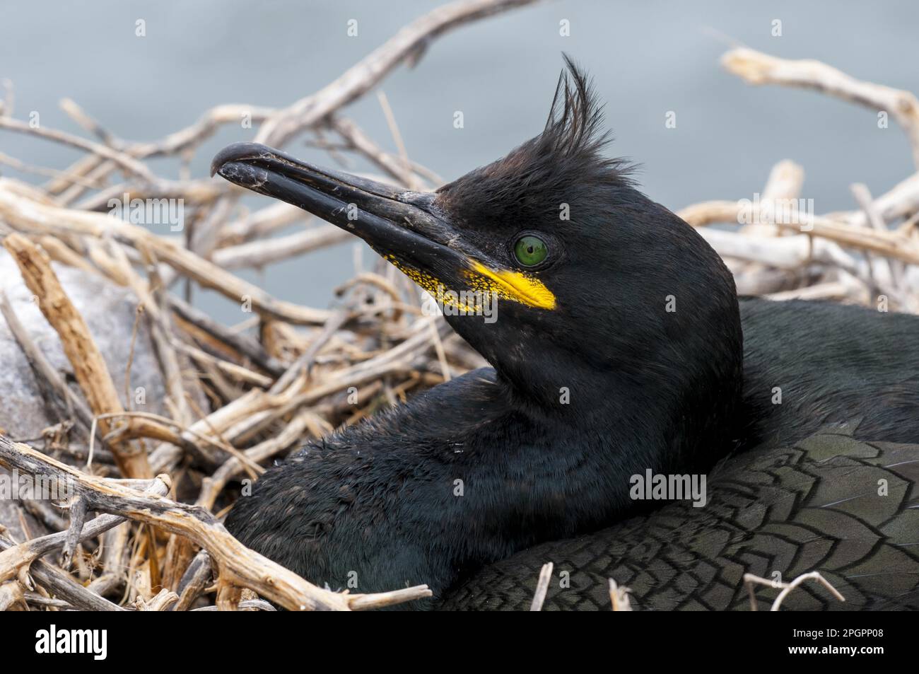 European Shag (Phalacrocorax aristotelis) adult, breeding plumage ...