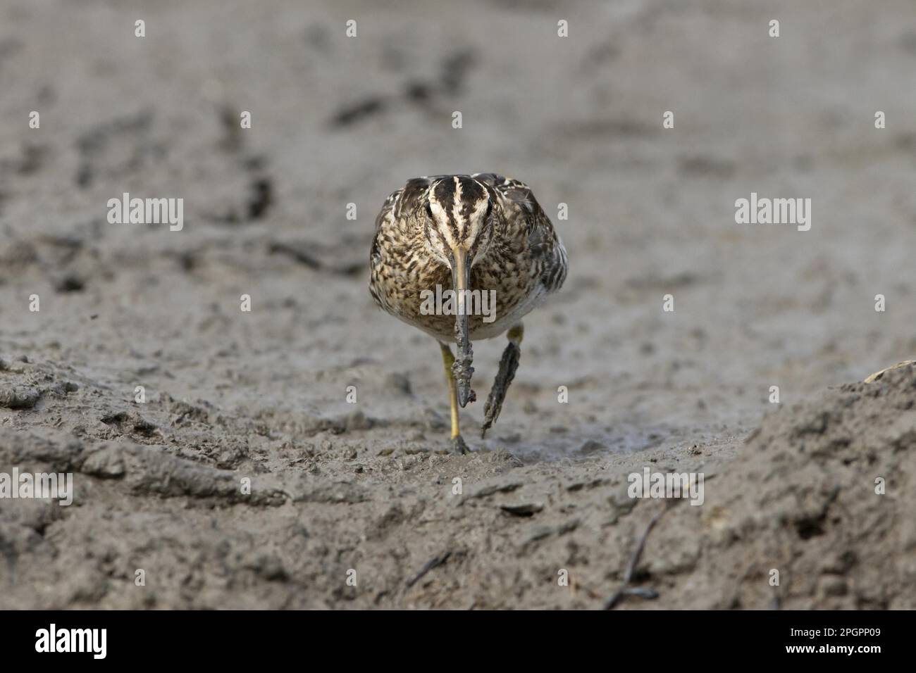 Common Snipe, common snipes (Gallinago gallinago), Animals, Birds ...