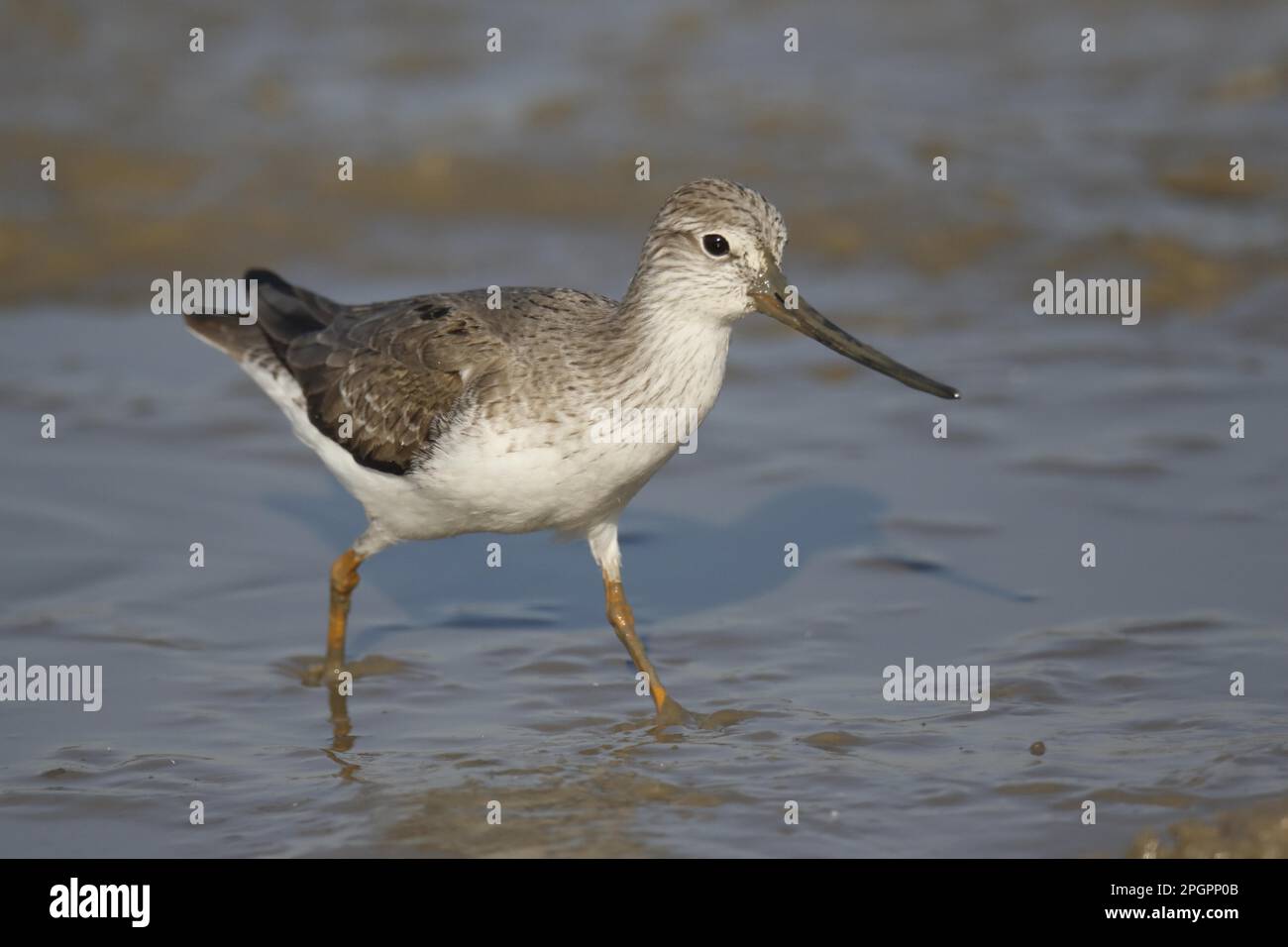 Terek Sandpiper (Xenus cinereus) adult, foraging on tidal mudflats, Mai ...