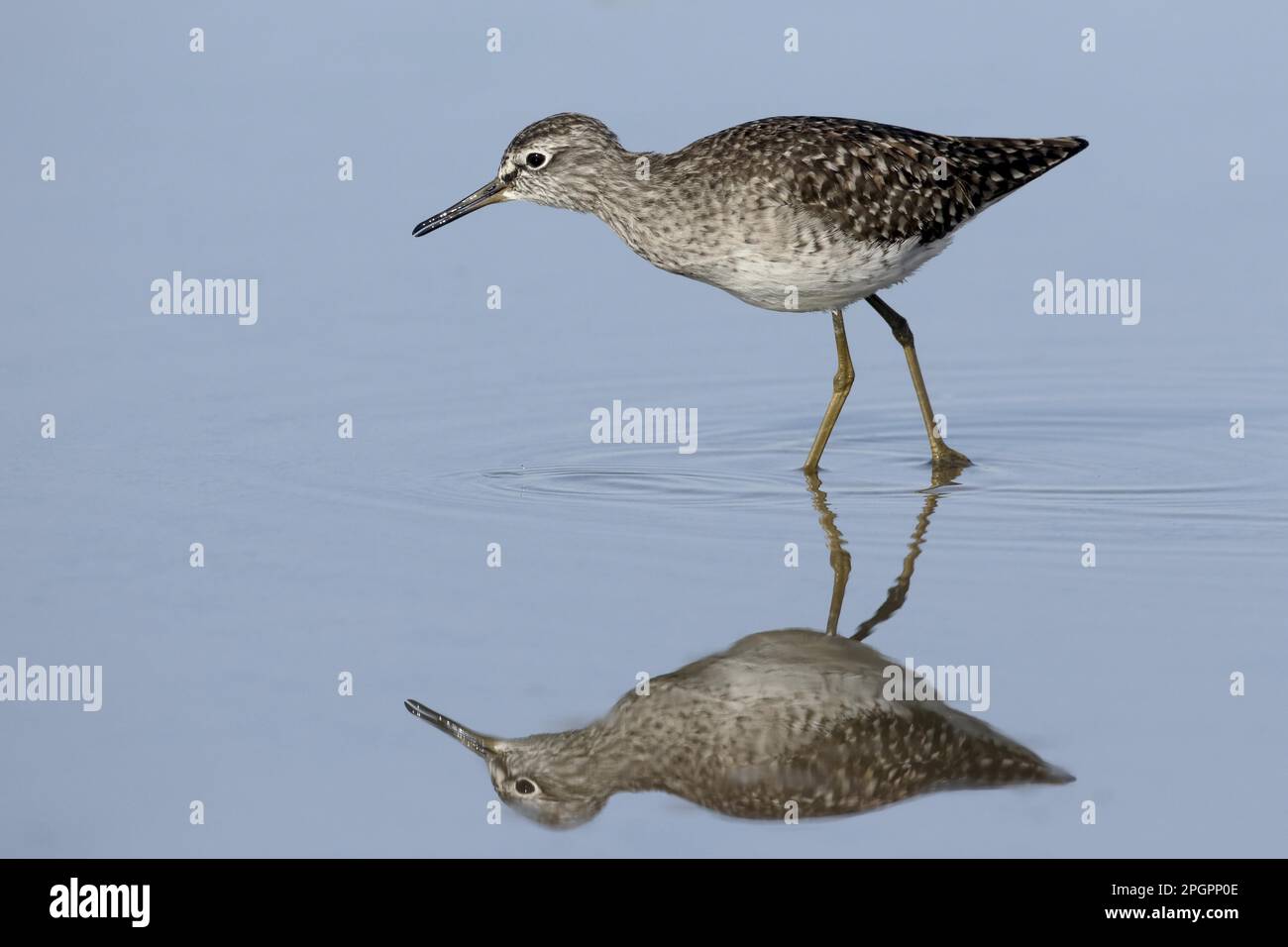 Wood Sandpiper (Tringa glareola) adult, breeding plumage, foraging in ...