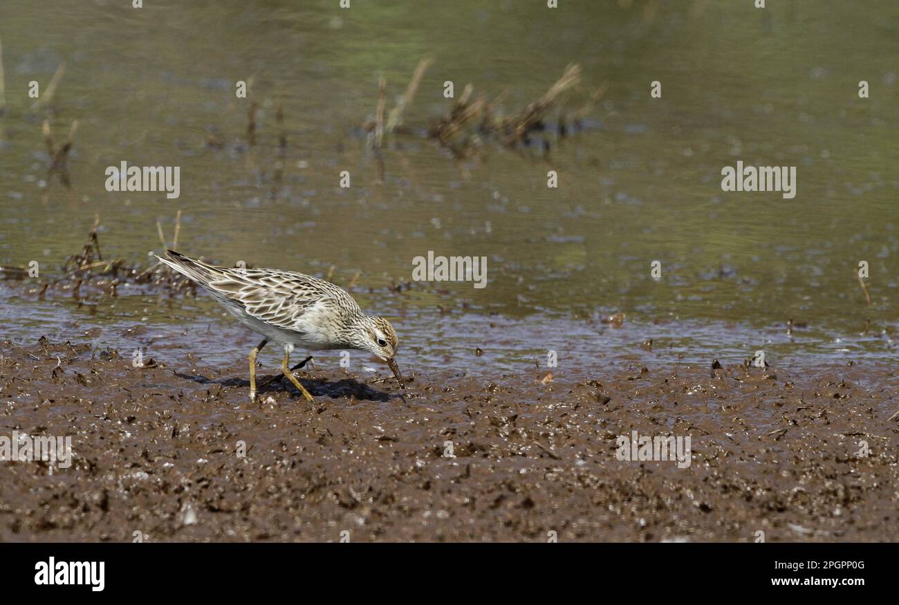 Sharp-tailed Sandpiper (Calidris acuminata) adult, non-breeding plumage ...