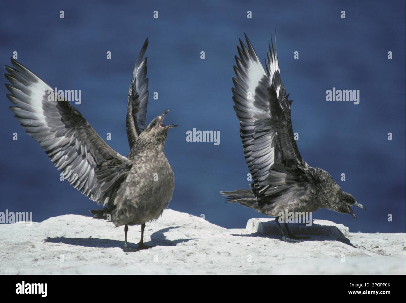 Stercorarius antarctica, Subantarctic skua, Subantarctic skua, Brown skua, Brown skuas, Skua ...