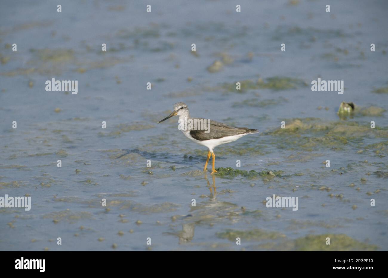 Terek Sandpiper, Terek Sandpiper, Terek Sandpiper, Animals, Birds ...