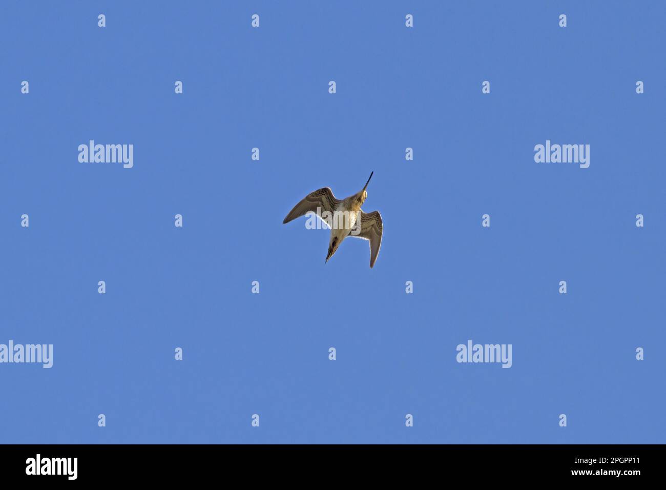 Common Snipe, common snipes (Gallinago gallinago), Animals, Birds ...