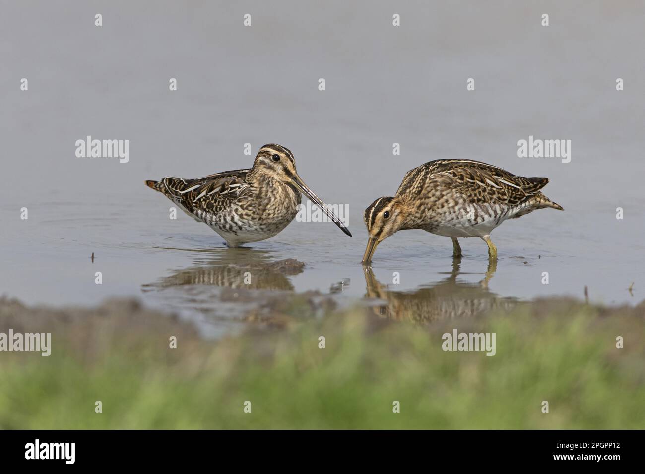 Common snipe (Gallinago gallinago) two adults feeding on mud in shallow ...