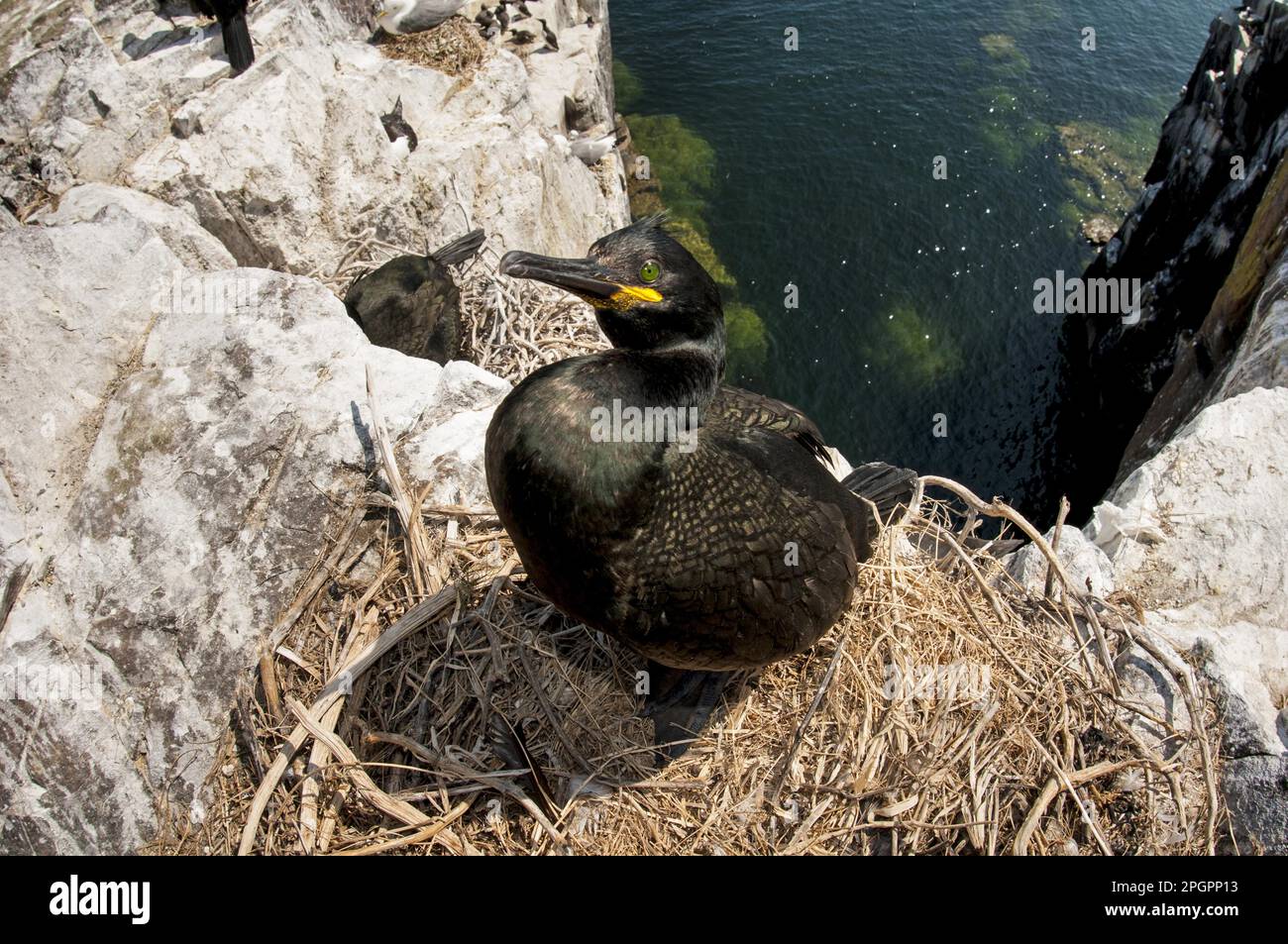 European Shag (Phalacrocorax aristotelis) adult, breeding plumage ...
