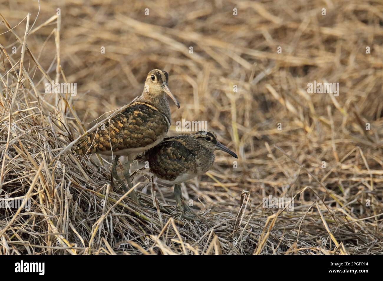 Greater Painted-snipe (Rostratula benghalensis) adult male and juvenile ...