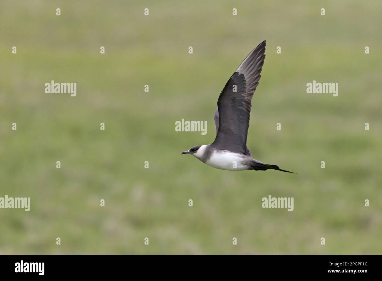 Noss shetland birds hi-res stock photography and images - Alamy