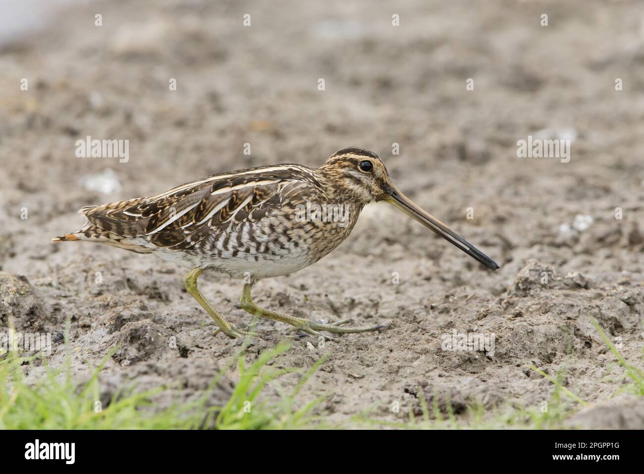 Common snipe (Gallinago gallinago) adult, feeding, standing on mud ...