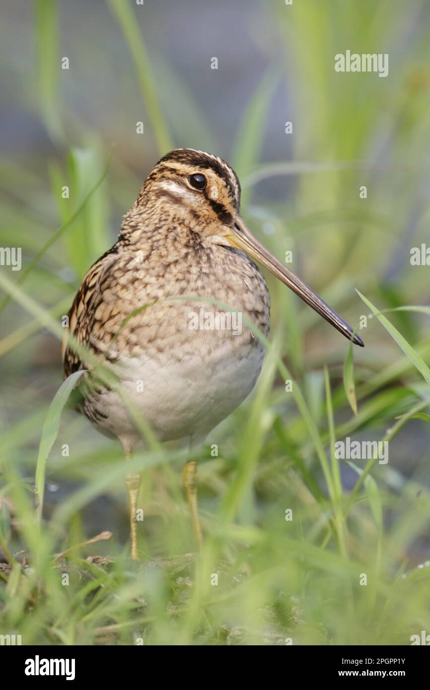 Chinese snipe hi-res stock photography and images - Alamy