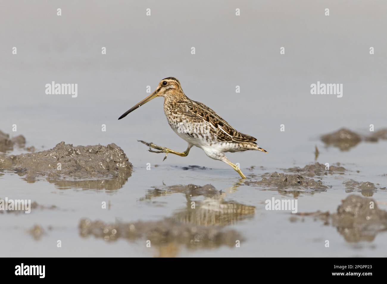 Common snipe (Gallinago gallinago), adult, running over mud in shallow ...