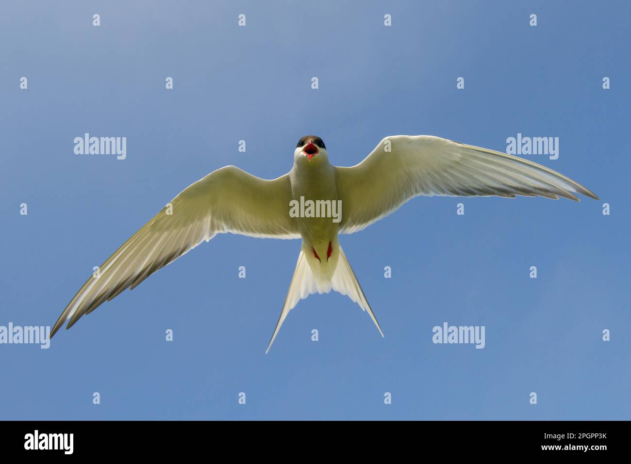 Animal defence behaviour hi-res stock photography and images - Alamy