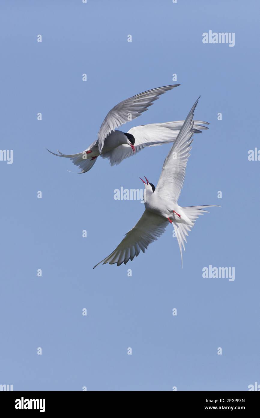 Arctic Tern (Sterna paradisea) two adults, in flight over nesting ...