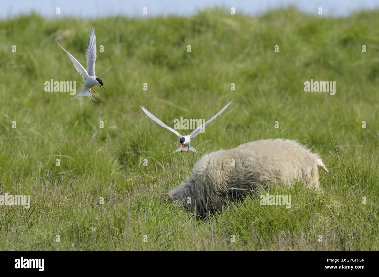 Arctic tern (Sterna paradisea), adult pair, breeding plumage, in flight ...