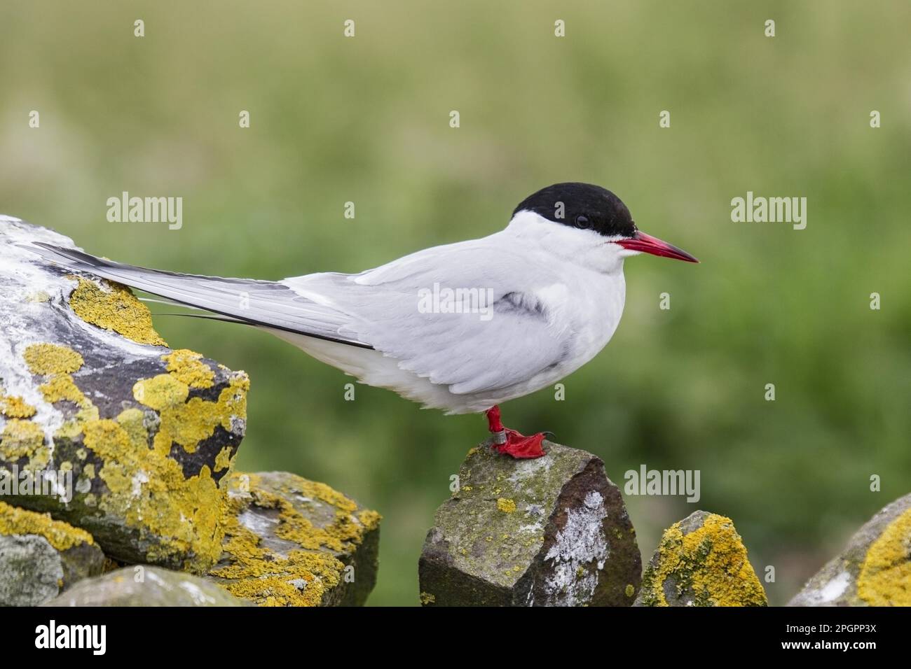 Arctic terns (Sterna paradisea) tern, animals, birds, Arctic tern adult, breeding plumage ...
