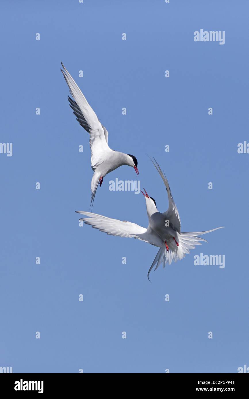 Arctic Tern (Sterna paradisea) two adults, in flight over nesting ...