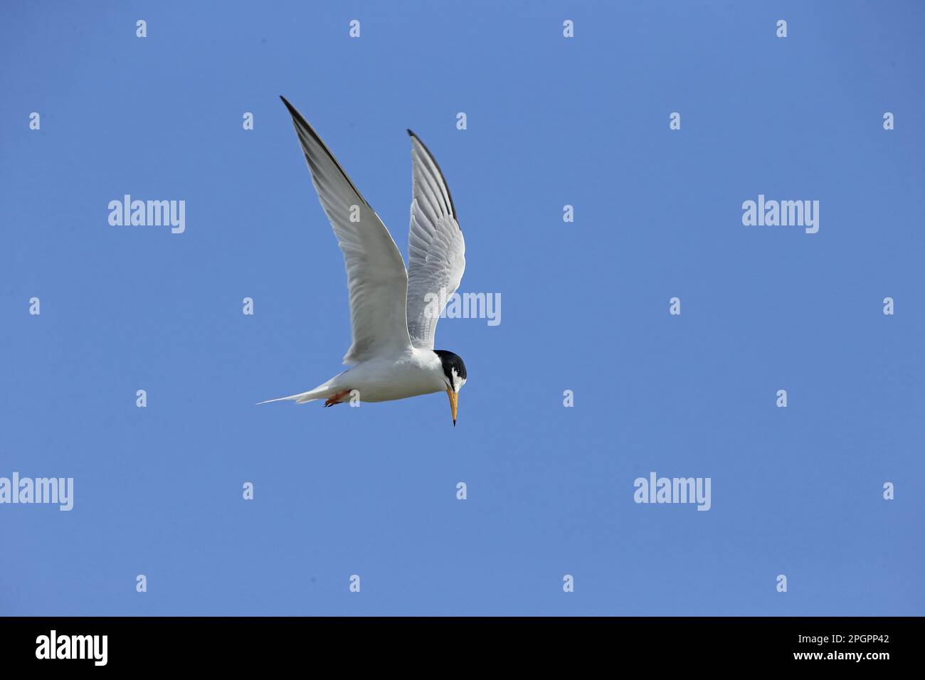 Breeding little tern sterna hi-res stock photography and images - Alamy