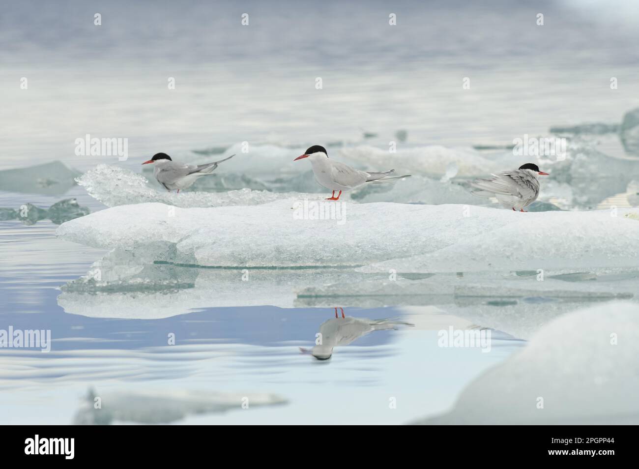 Ice age animal hi-res stock photography and images - Alamy