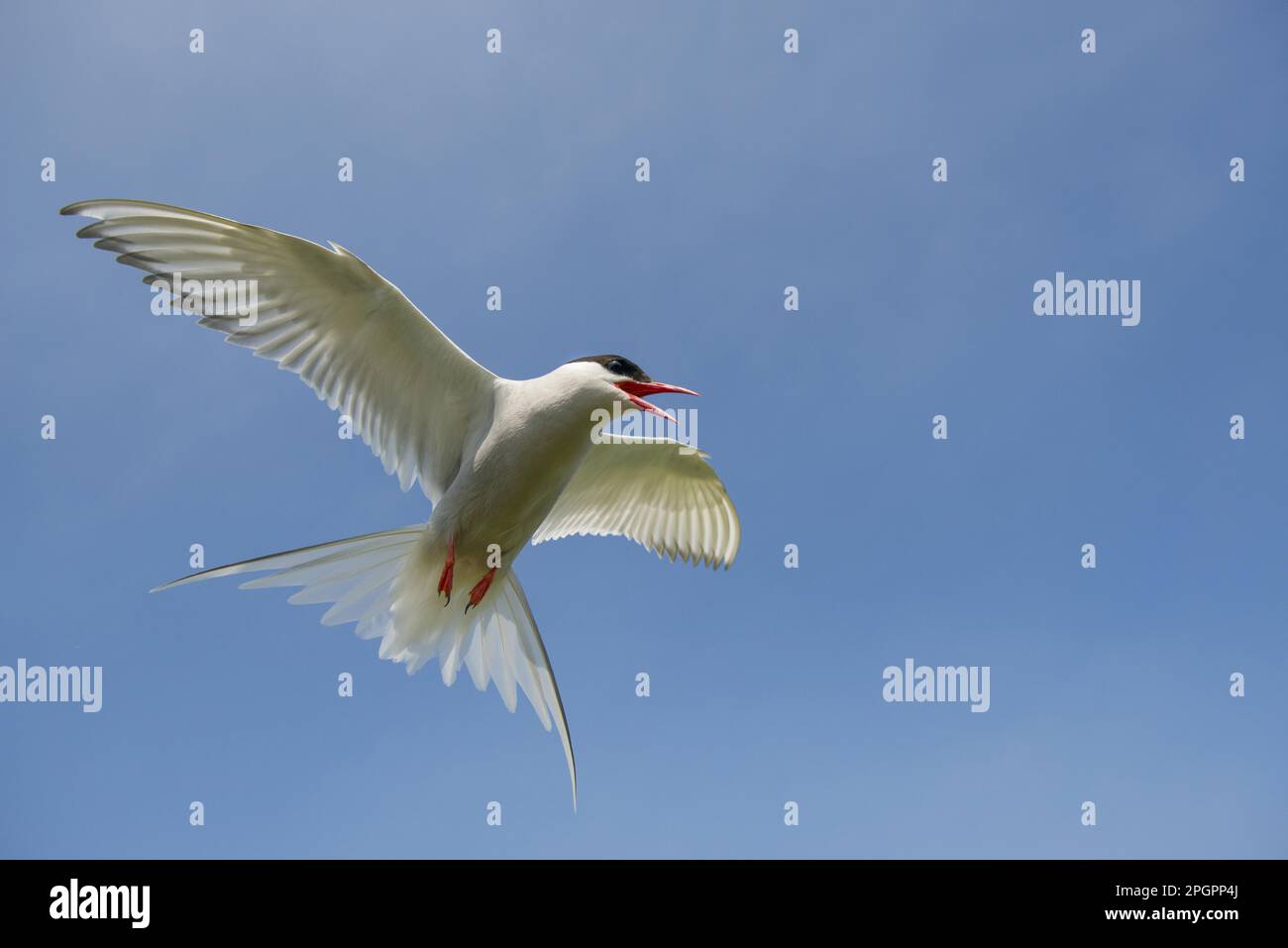 Arctic terns (Sterna paradisea) Arctic Tern, animals, birds, Arctic ...
