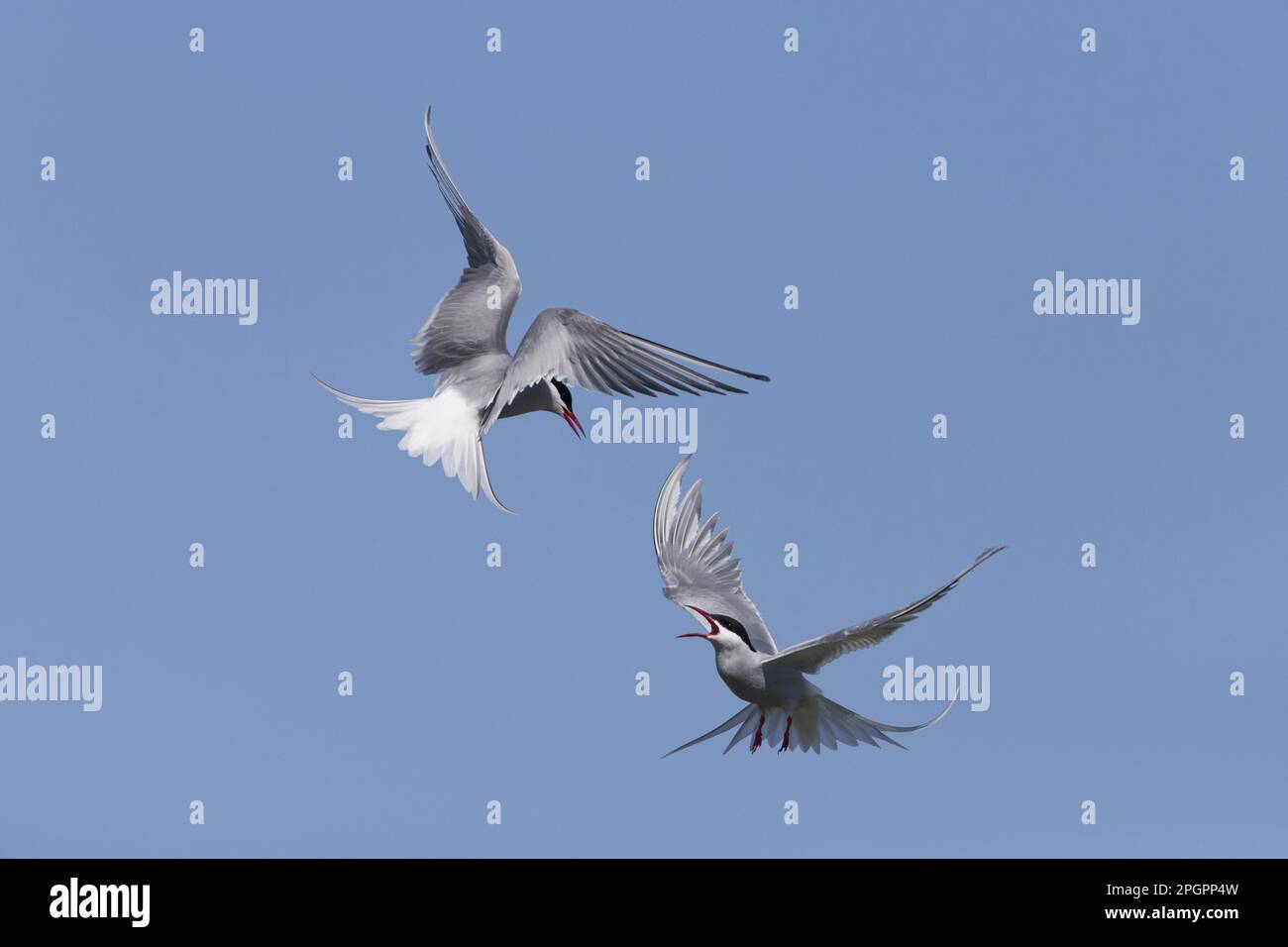 Arctic Tern (Sterna paradisea) two adults, in flight over nesting ...