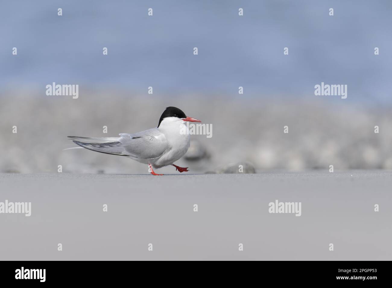 Arctic terns (Sterna paradisea) Arctic Tern, animals, birds, Arctic tern adult, breeding plumage ...