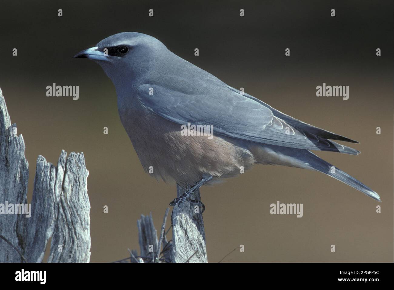White-browed Wood Swallow, White-browed Wood Swallow, songbirds ...