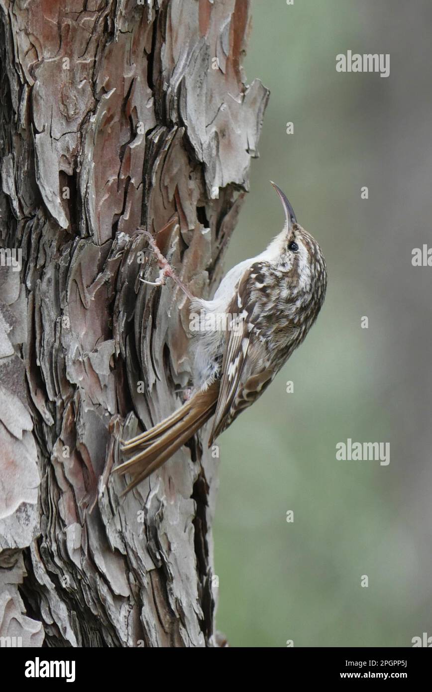 Short trunk hi-res stock photography and images - Alamy
