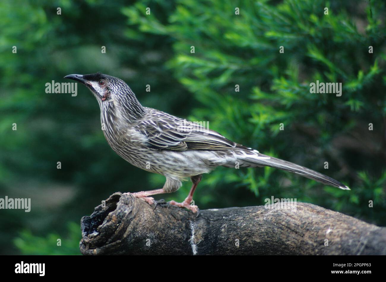 Red Wattlebird (Anthochaera carunculata), Animals, Birds, Red red ...