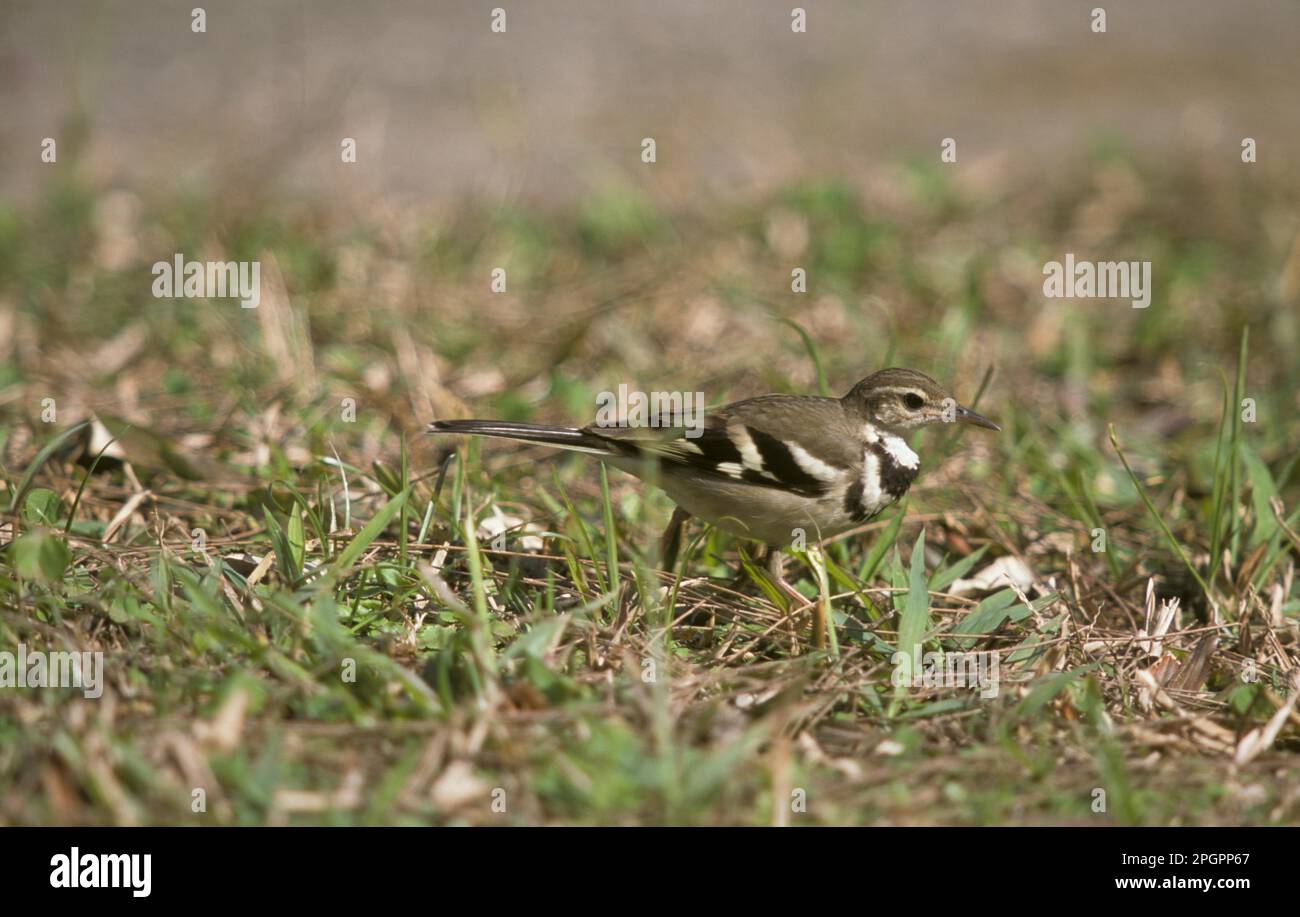 Tree Wagtail, Tree Wagtails, Songbirds, Animals, Birds, Forest Wagtail ...