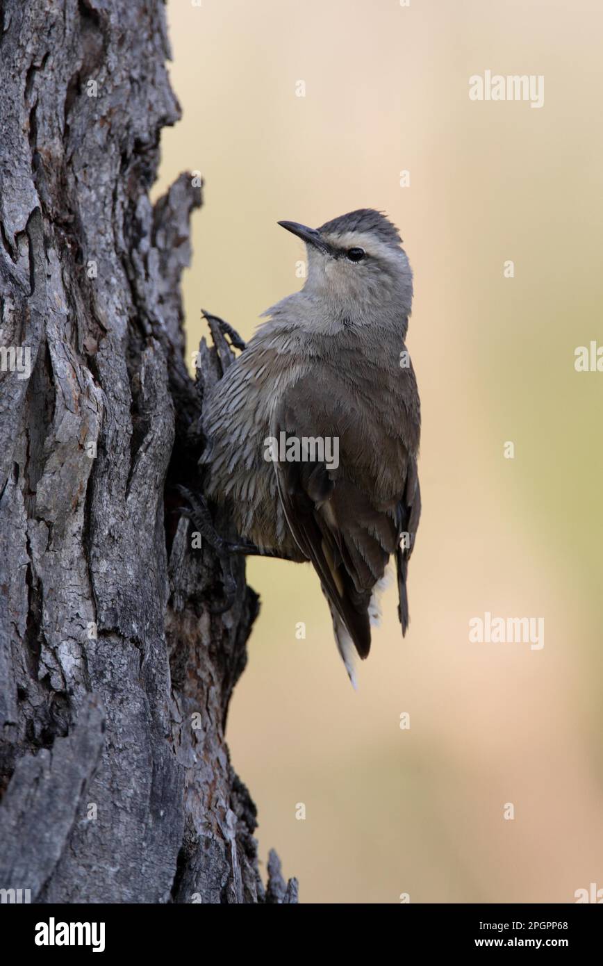 Brown Treecreeper (Climacteris picumnus) adult, clinging to tree trunk ...