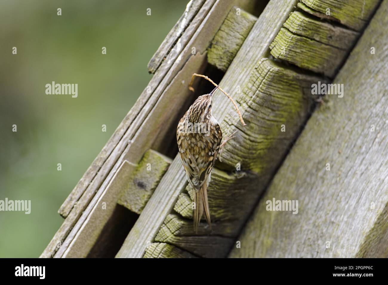 Eurasian treecreeper (Certhia familiaris), Treecreeper, Songbirds ...