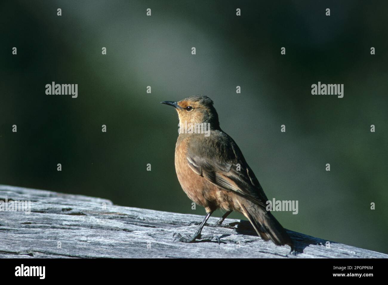 Australian treecreeper hi-res stock photography and images - Alamy