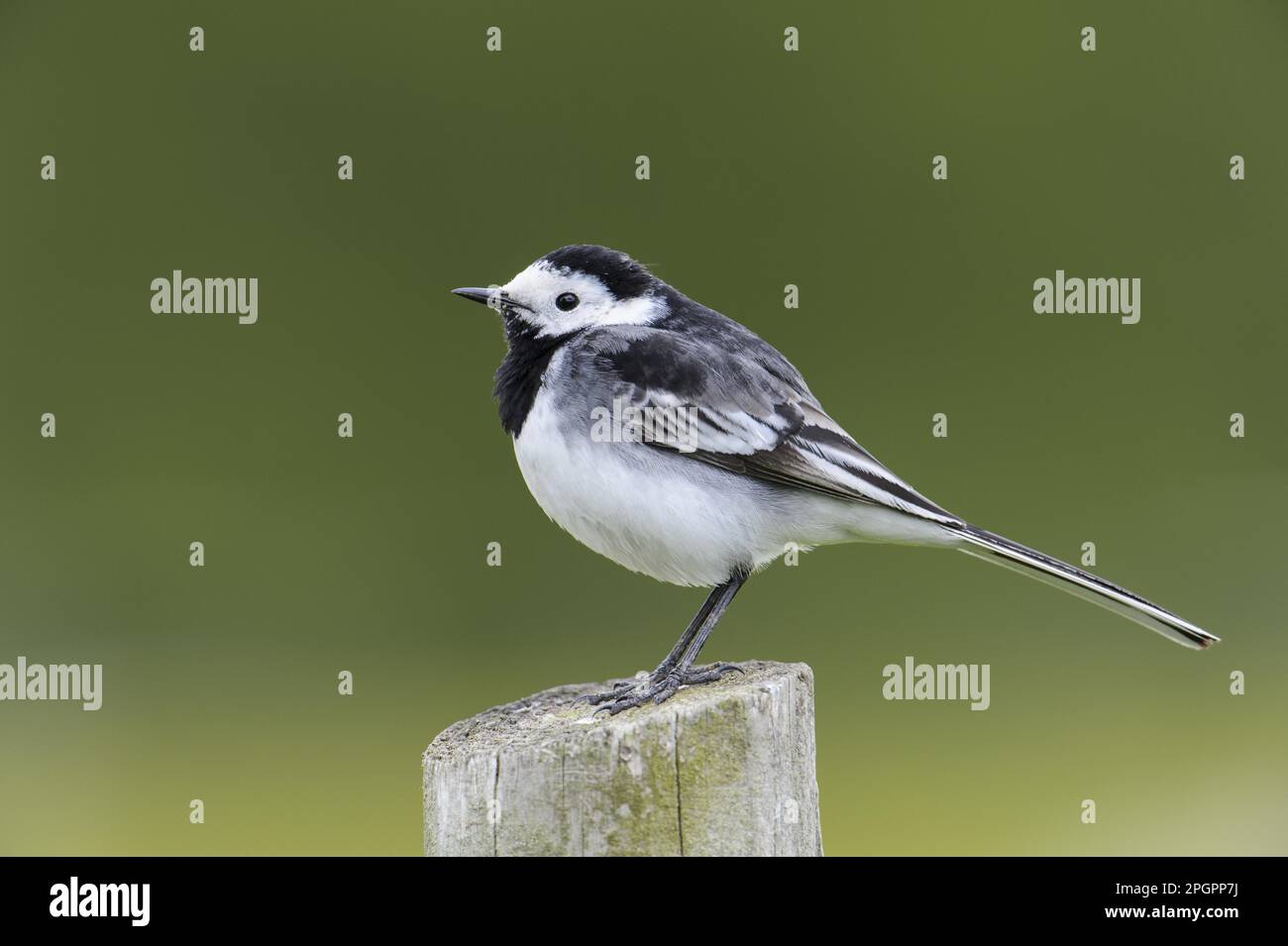 Pied Wagtail, Pied Wagtails, songbirds, animals, birds, Pied Wagtail ...