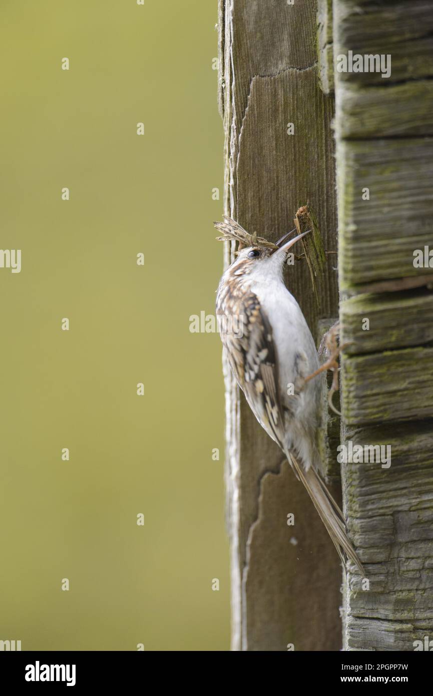 Eurasian treecreeper (Certhia familiaris), Treecreeper, Songbirds ...