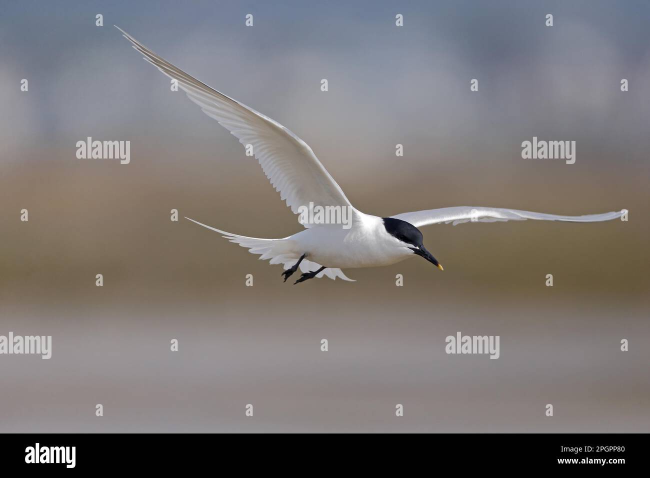 Sandwich Tern (Sterna sandvicensis) adult, breeding plumage, in flight ...