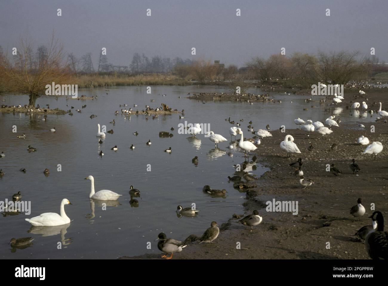 Mixed wildfowl Dwarf Swans, Mallard, Pintail and Tufted Duck on and ...