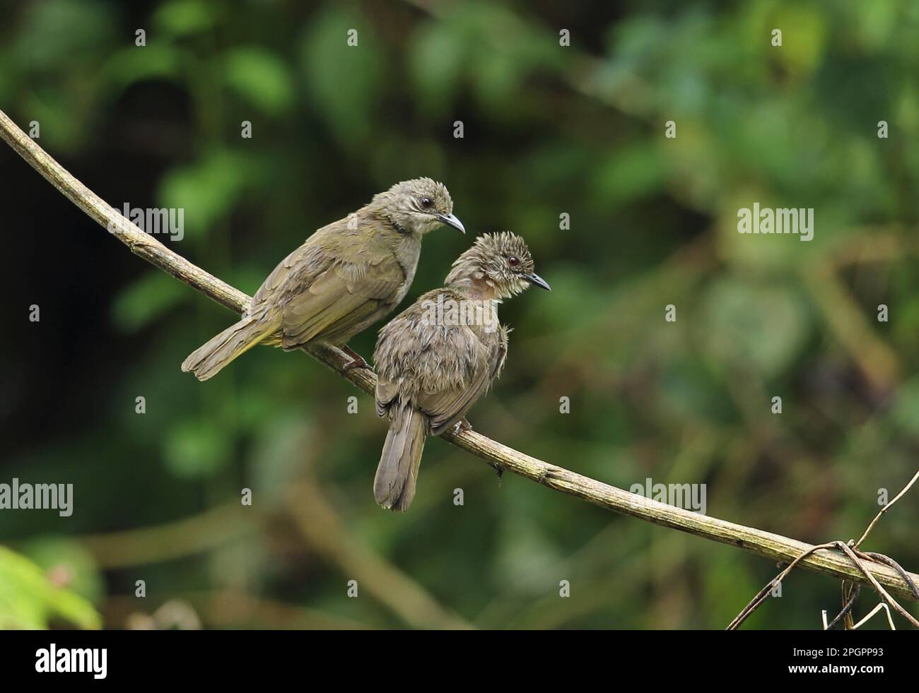 Vine stem hi-res stock photography and images - Alamy
