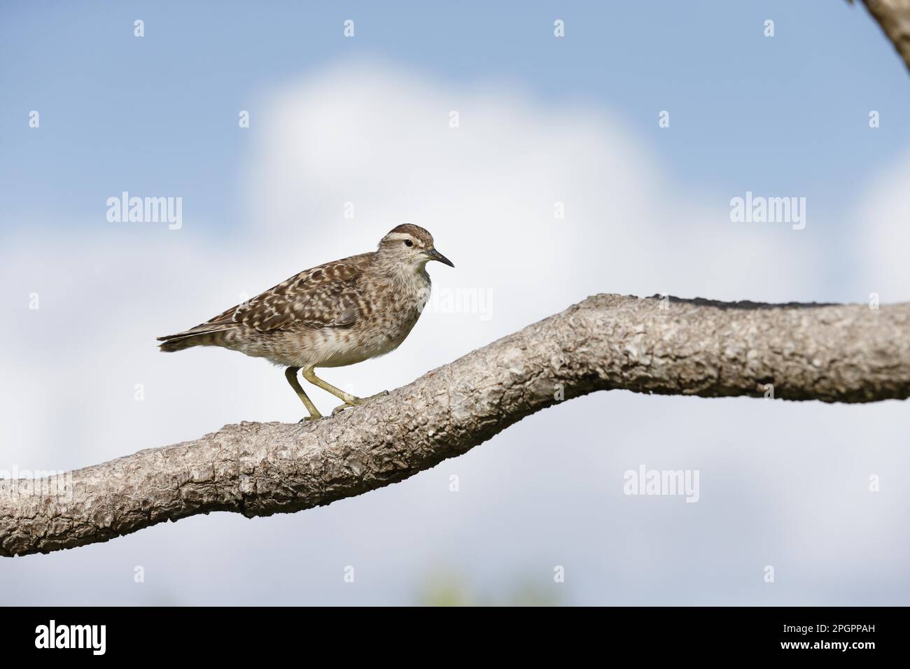 Christmas sandpiper hi-res stock photography and images - Alamy