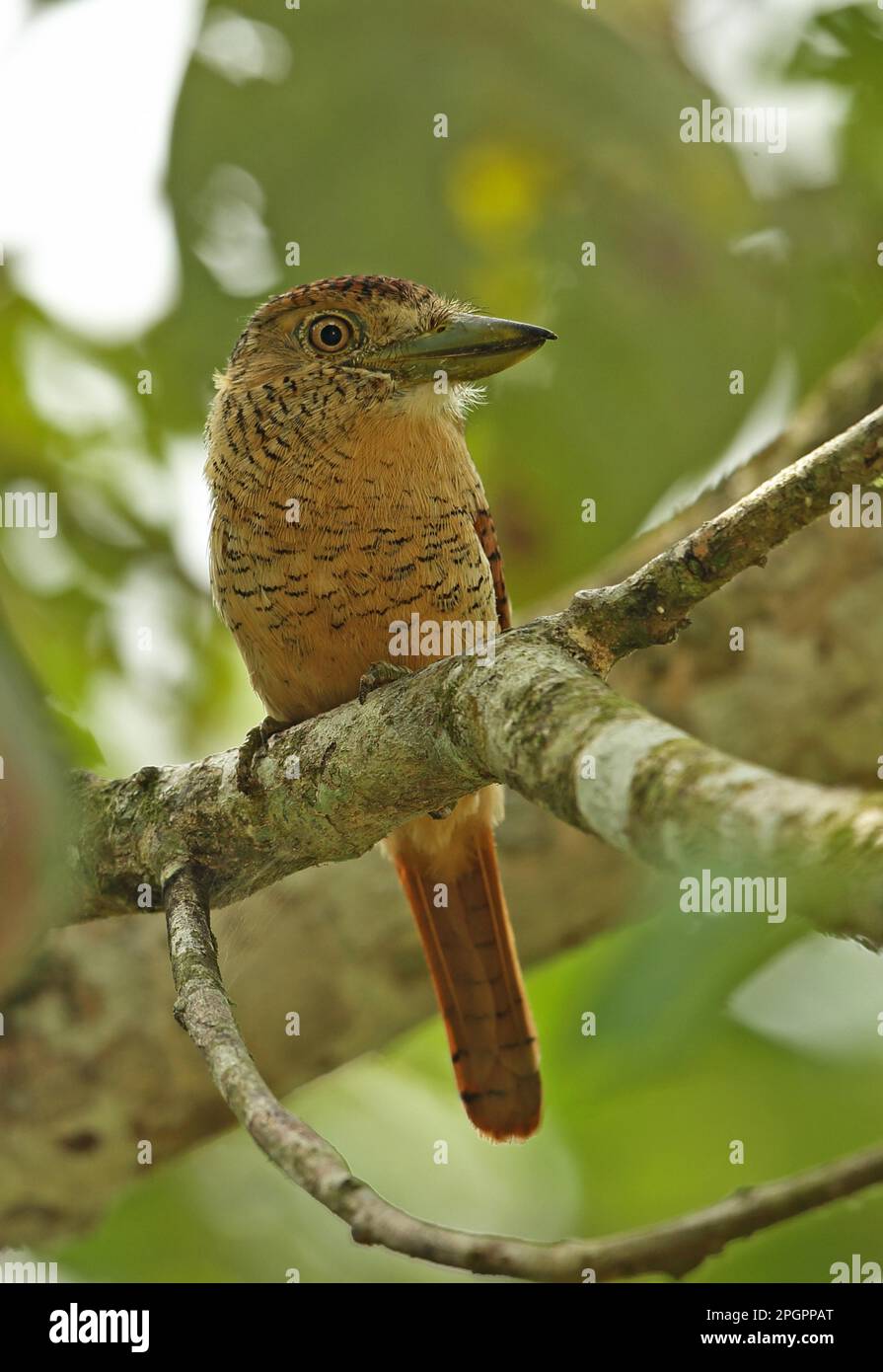 Barred Puffbird (Nystalus radiatus) adult, perched on branch, San ...