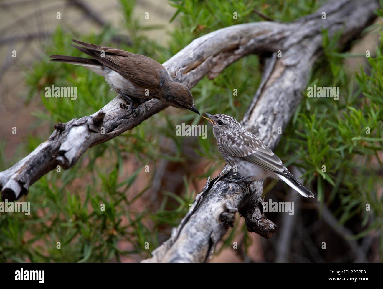Jacky-winter (Microeca fascinans) adult feeding juvenile, on fallen ...