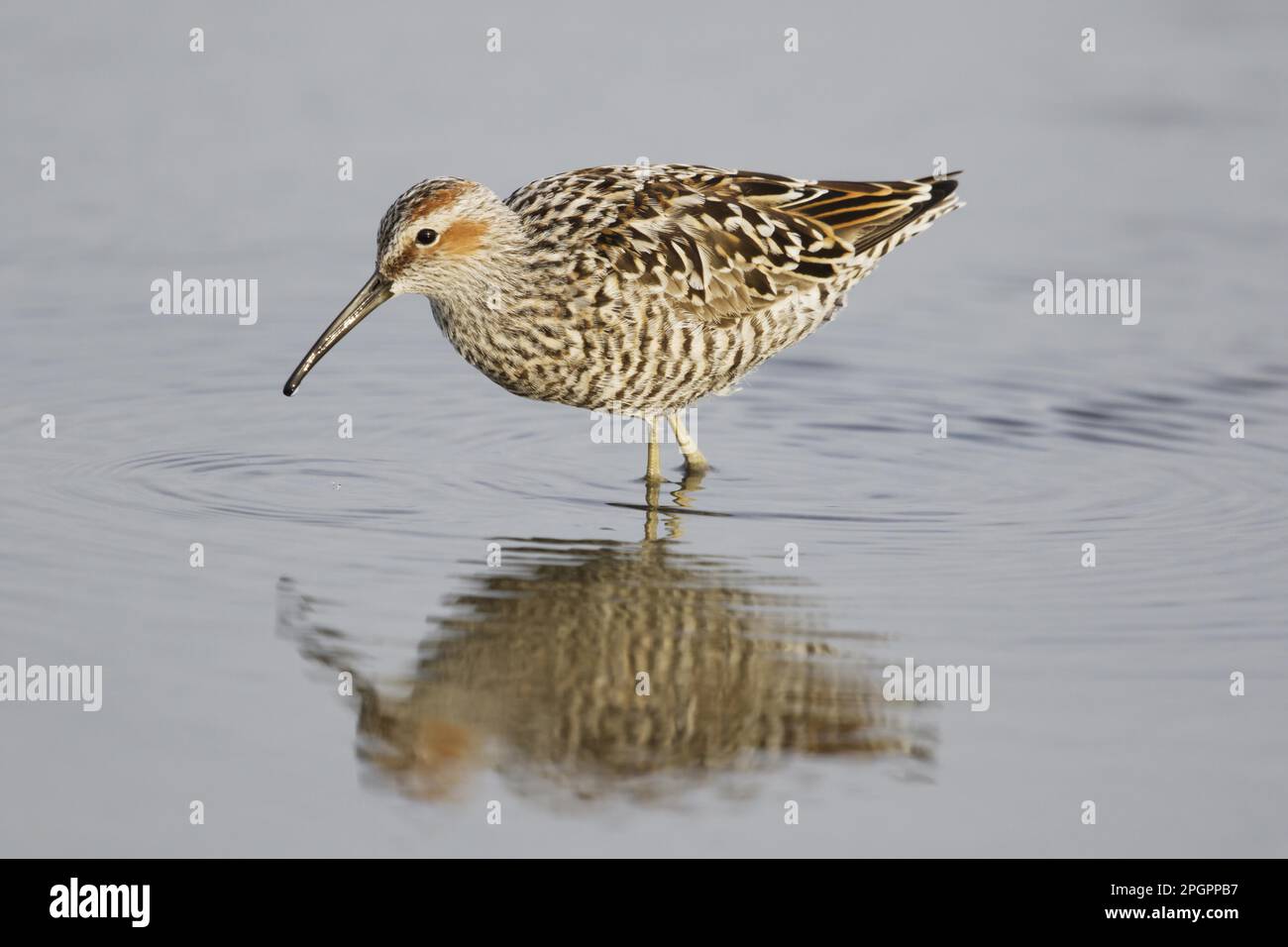 Stilt Sandpiper (Calidris himantopus) adult, breeding plumage, feeding ...