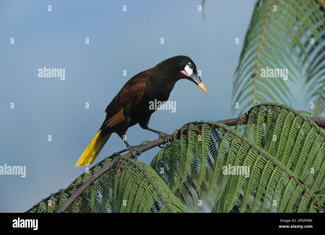 Montezuma oropendolas (Gymnostinops montezuma), Animals, Birds ...