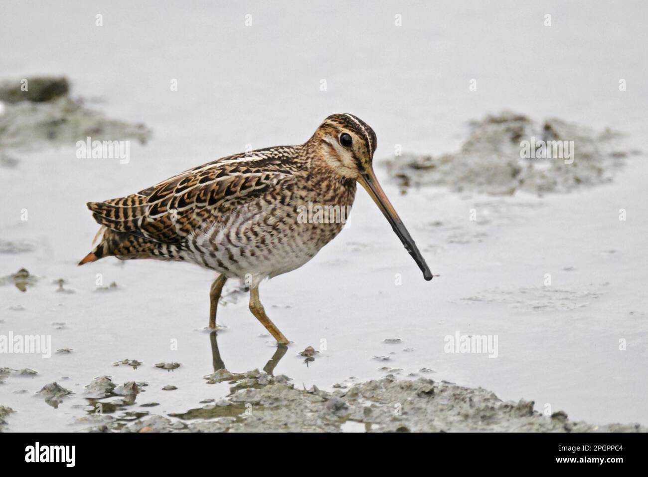 Swinhoe's Snipe (Gallinago megala) adult, standing in shallow water ...