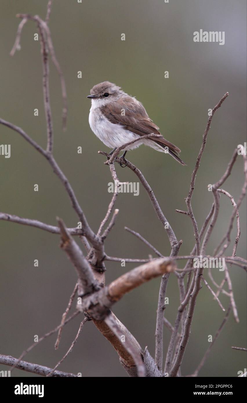 Jacky-winter (Microeca fascinans) adult, perched in dead bush ...