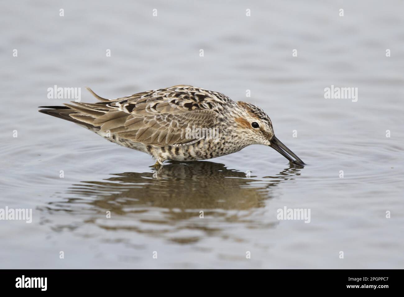 Stilt Sandpiper (Calidris himantopus) adult, breeding plumage, feeding ...