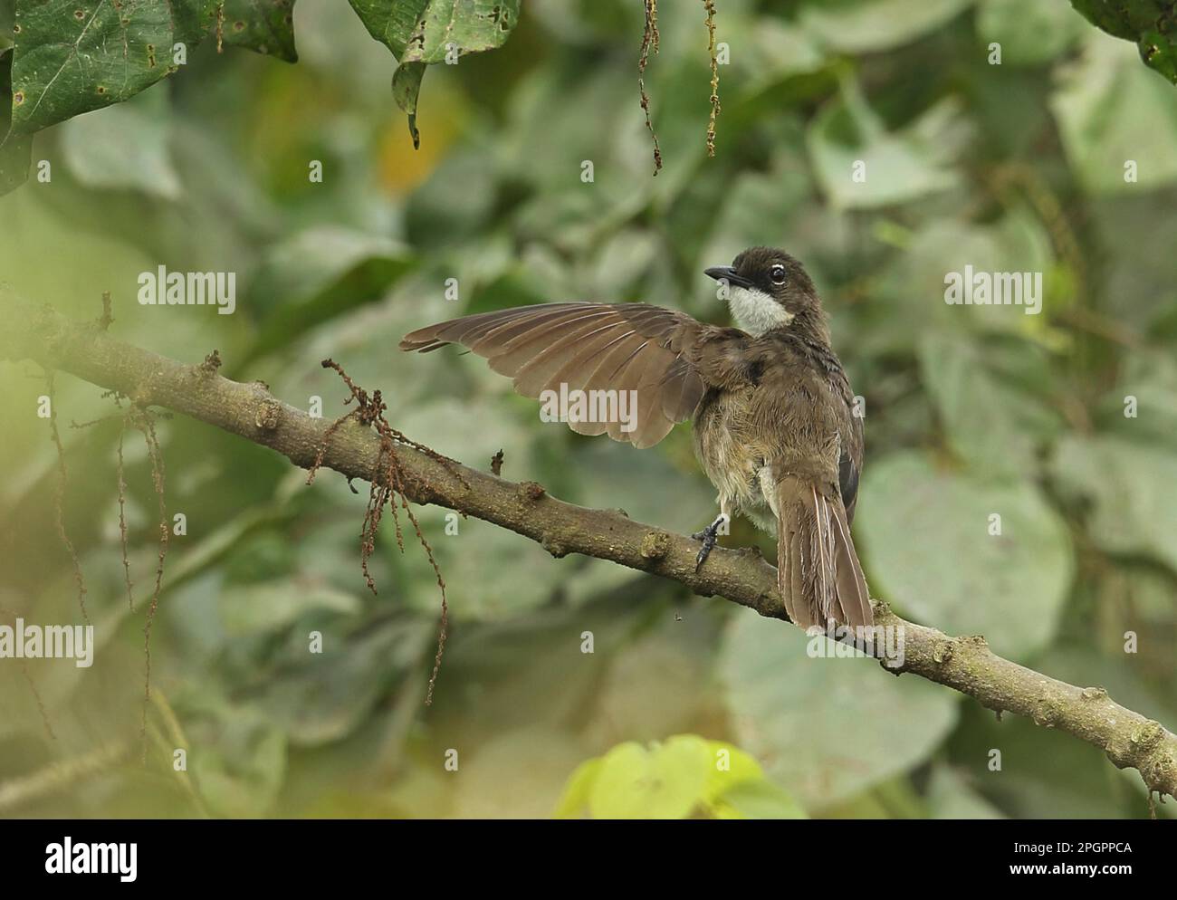 Green bulbul (Chlorocichla simplex), adult, stretchwing, perched on a ...