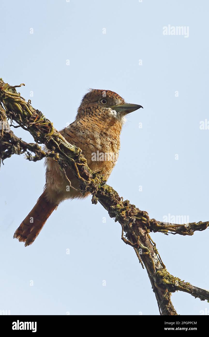 Barred Puffbird (Nystalus radiatus) adult, perched on twig, Rio Indio ...